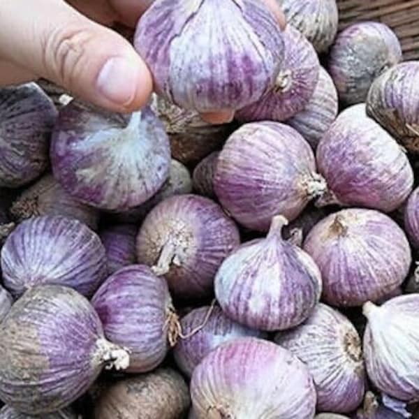Solo Garlic - Etsy