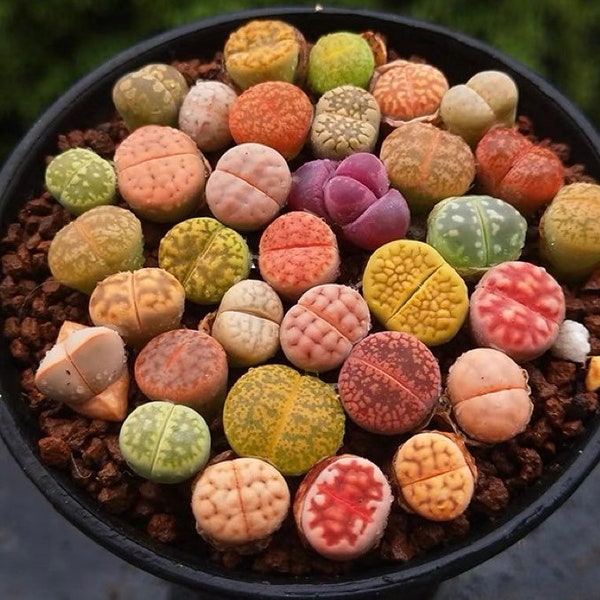 Lithop Seeds - Etsy