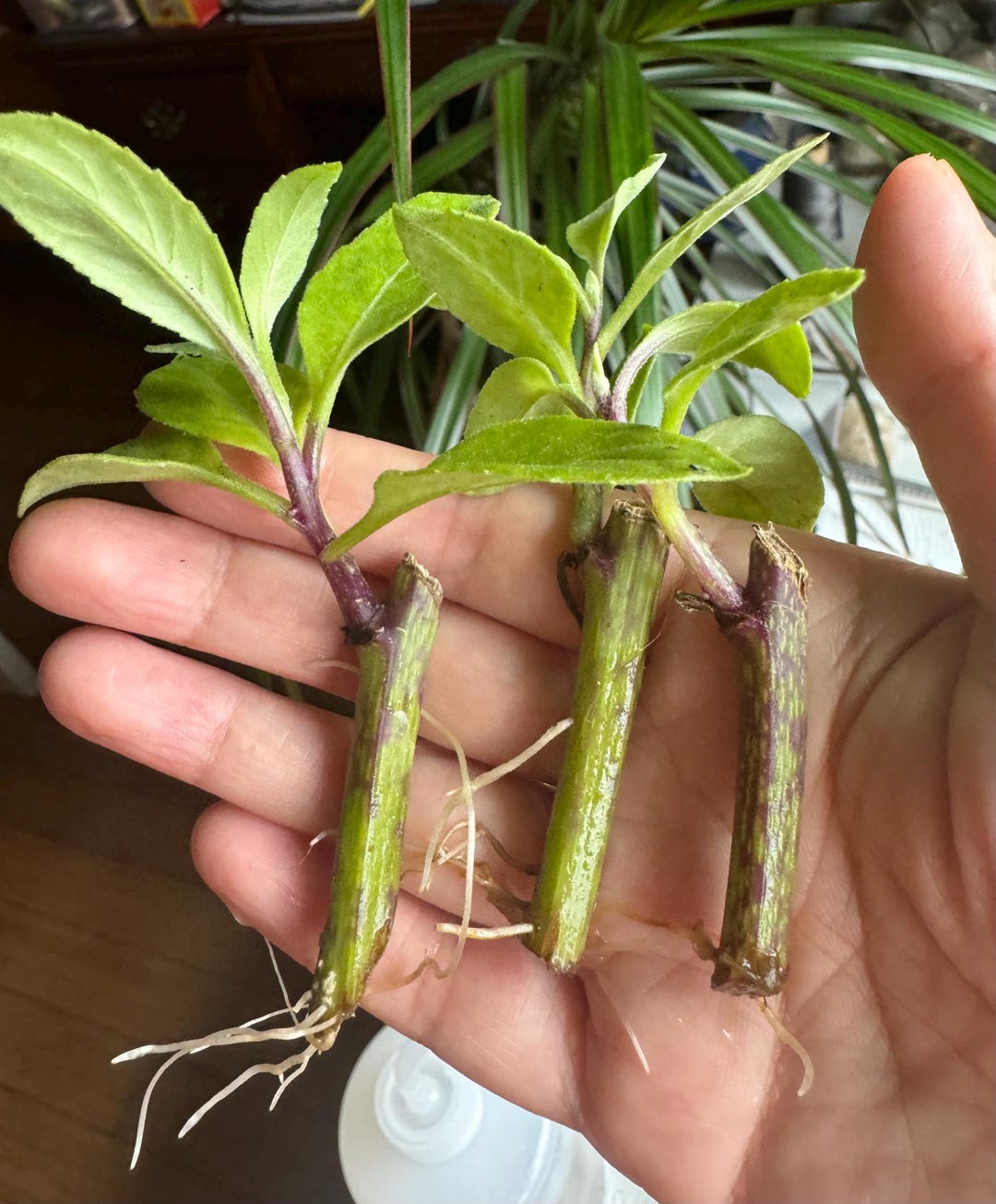 Longevity Spinach Rooted& Unrooted Cuttings Gynura Procumbens - Etsy