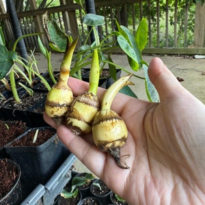 Edible Sagittaria Trifolia Giant Cantonese Sand Arrowhead Tuber for ...