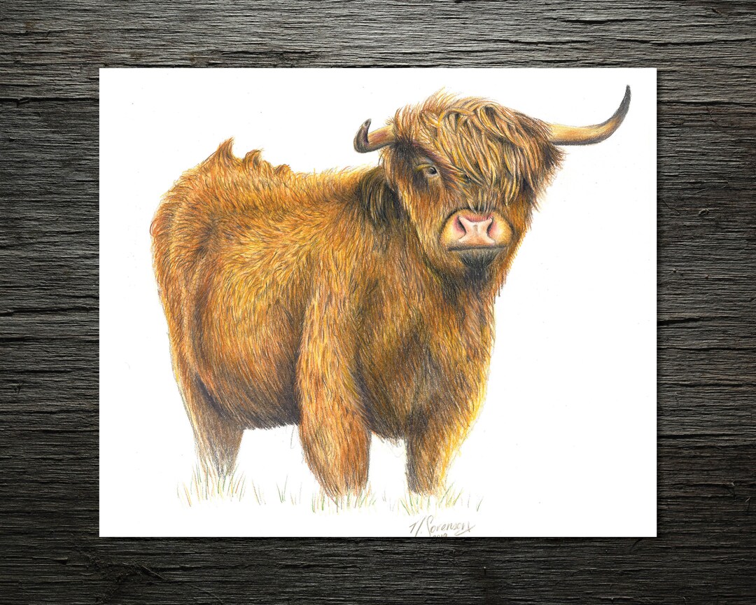 Highland Cattle Print - Colored Pencil - Etsy
