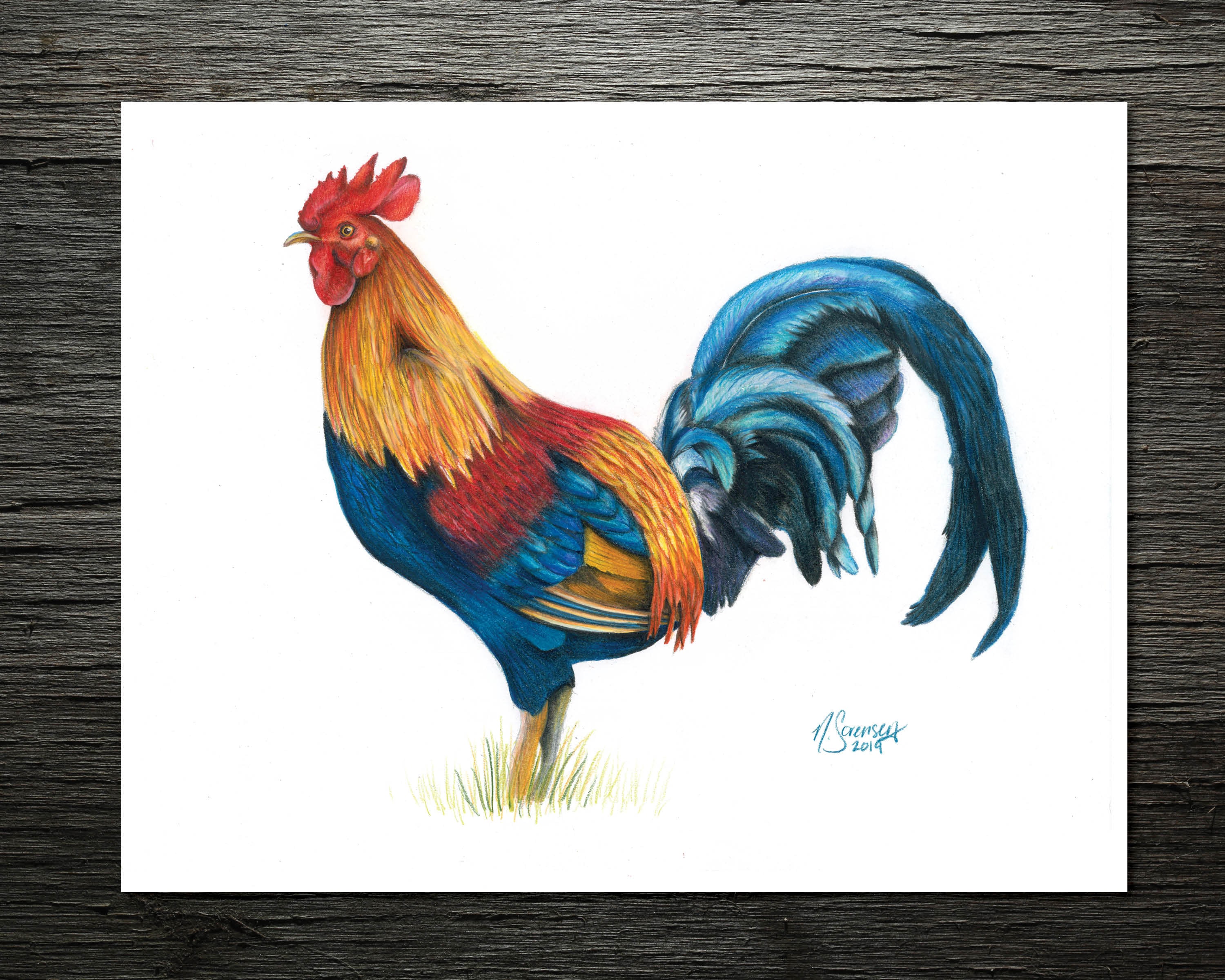 Rooster Drawing