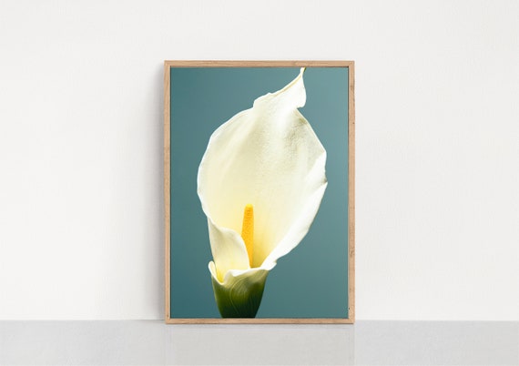 High Resolution Printable Poster Art White Calla Lily | Etsy