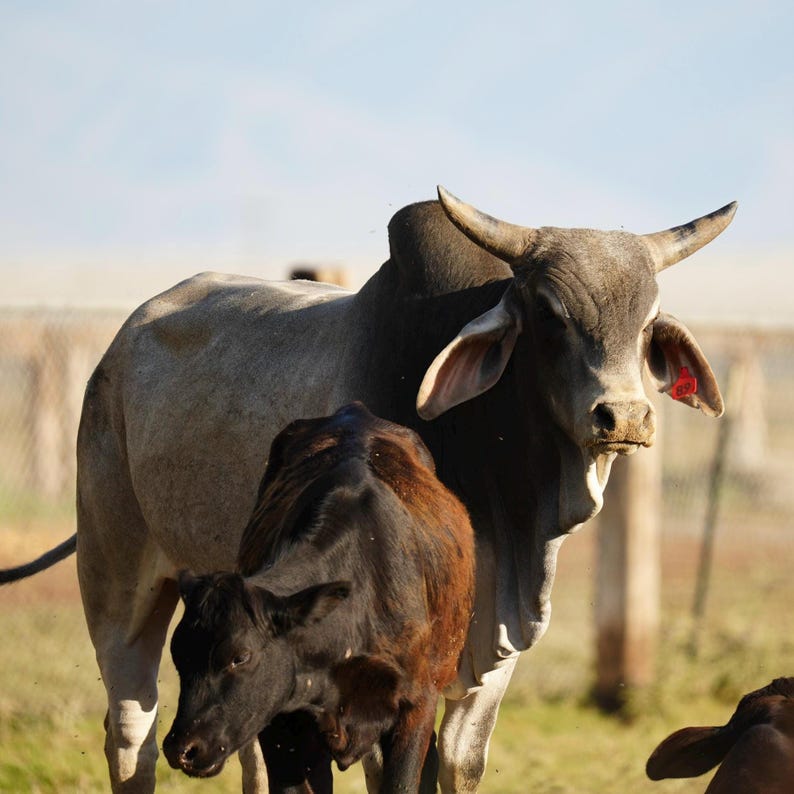 Brahma Bull Photo - Etsy