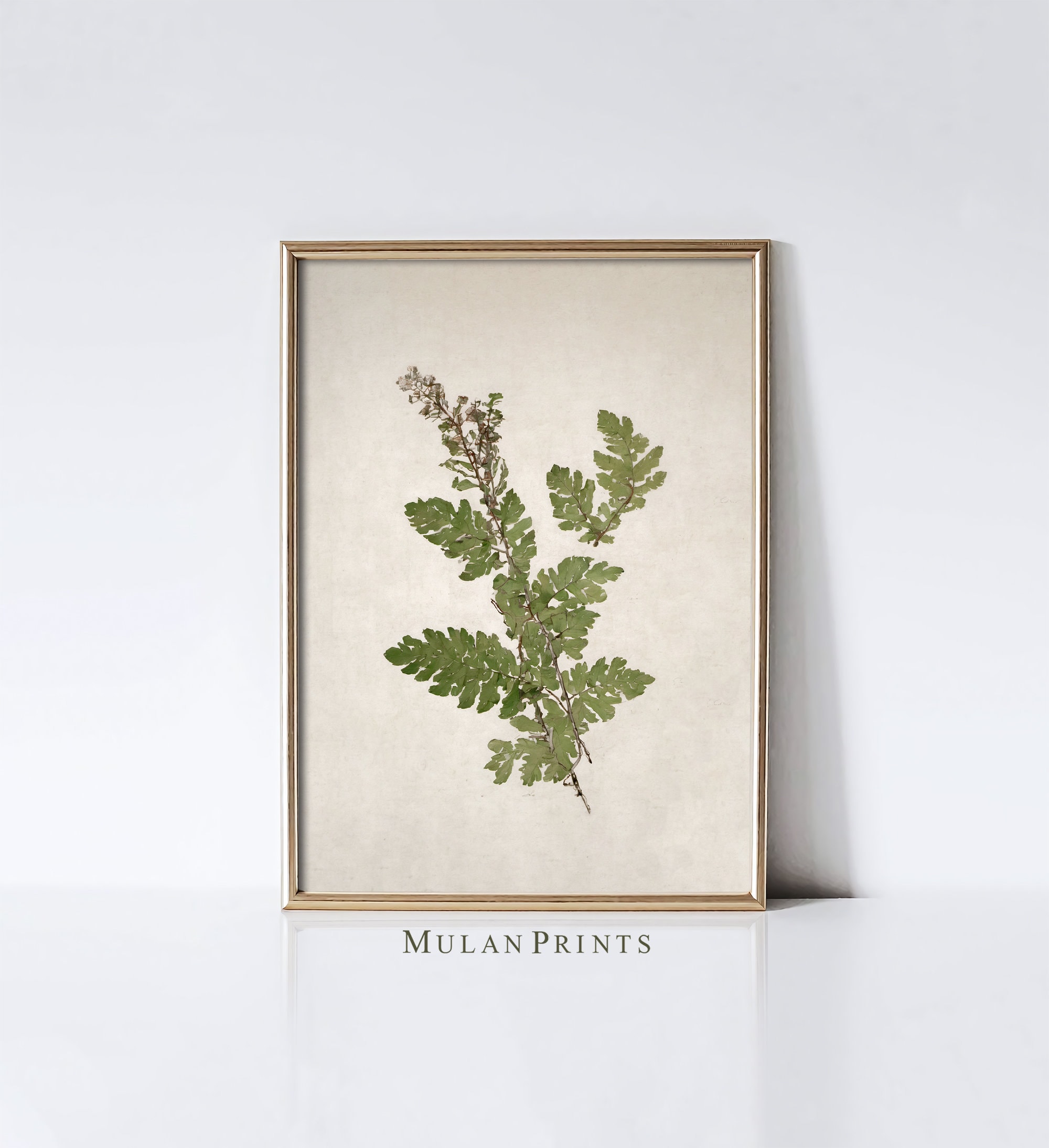 Original Vintage Fern Art Set 6 PRINTABLE Original Botanical Leaf ...