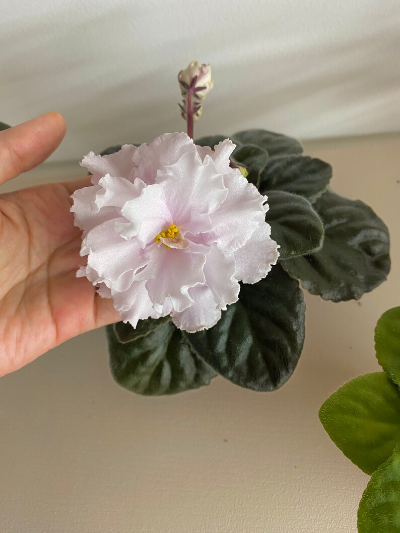 Ek-charmel Rare African Violet 1 Leaf Cutting - Etsy