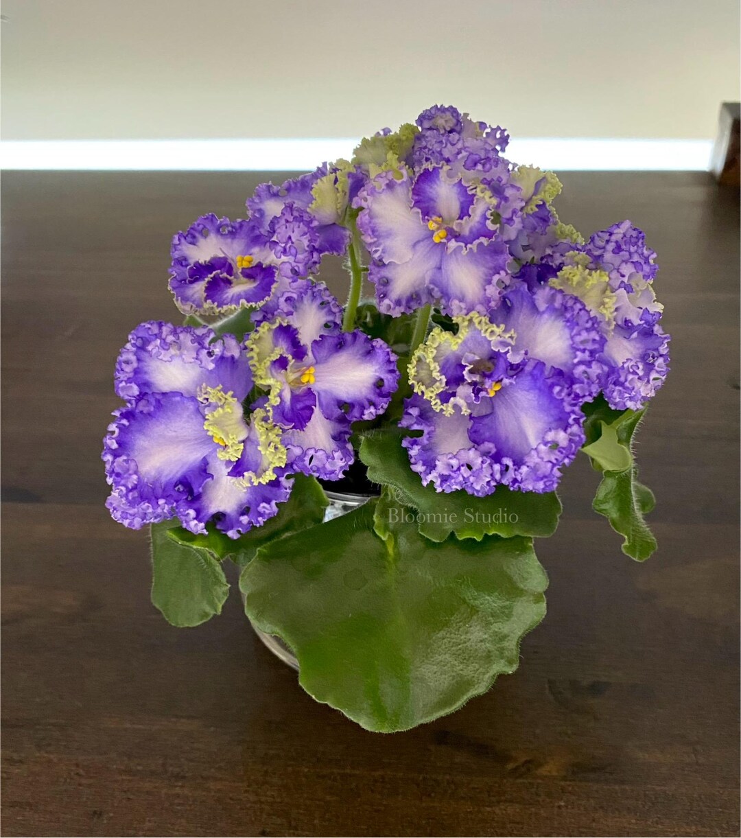 Curly Ocean - Rare African Violet 1 Leaf Cutting - Etsy