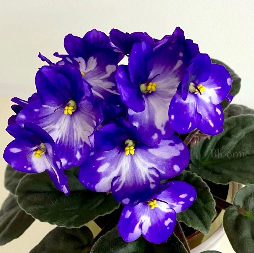 Rare African Violet 1 Leaf Cutting - Etsy