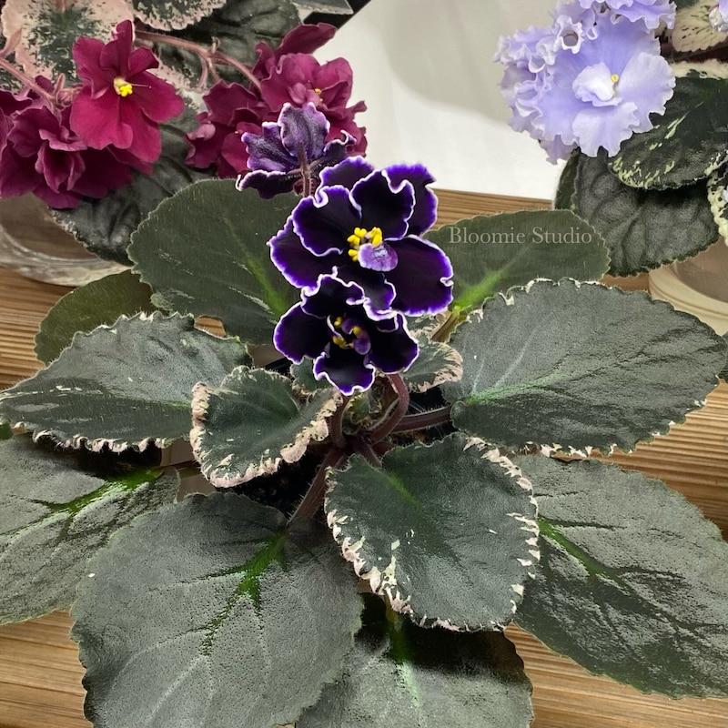Variegated African Violets - Etsy