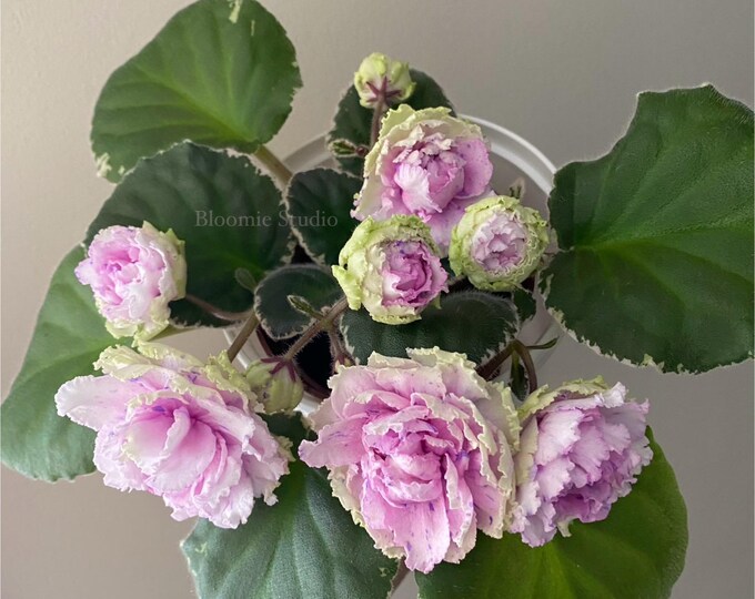 Rare African Violet - Sentimental Journey Sport 1 Leaf Cutting - Etsy
