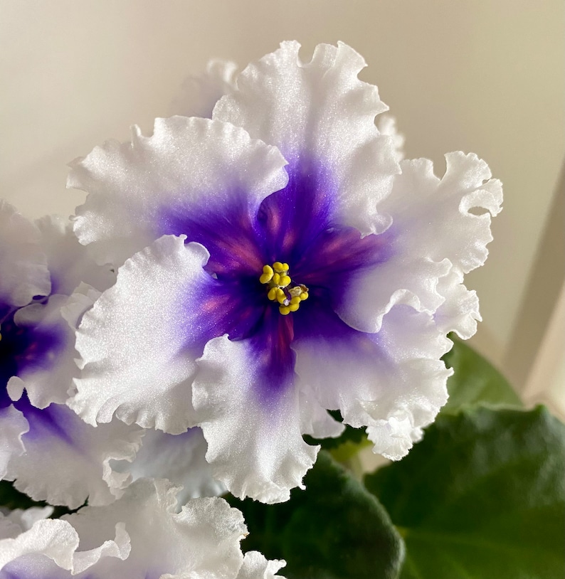 Dn-christmas African Violet 1 Leaf Cutting - Etsy