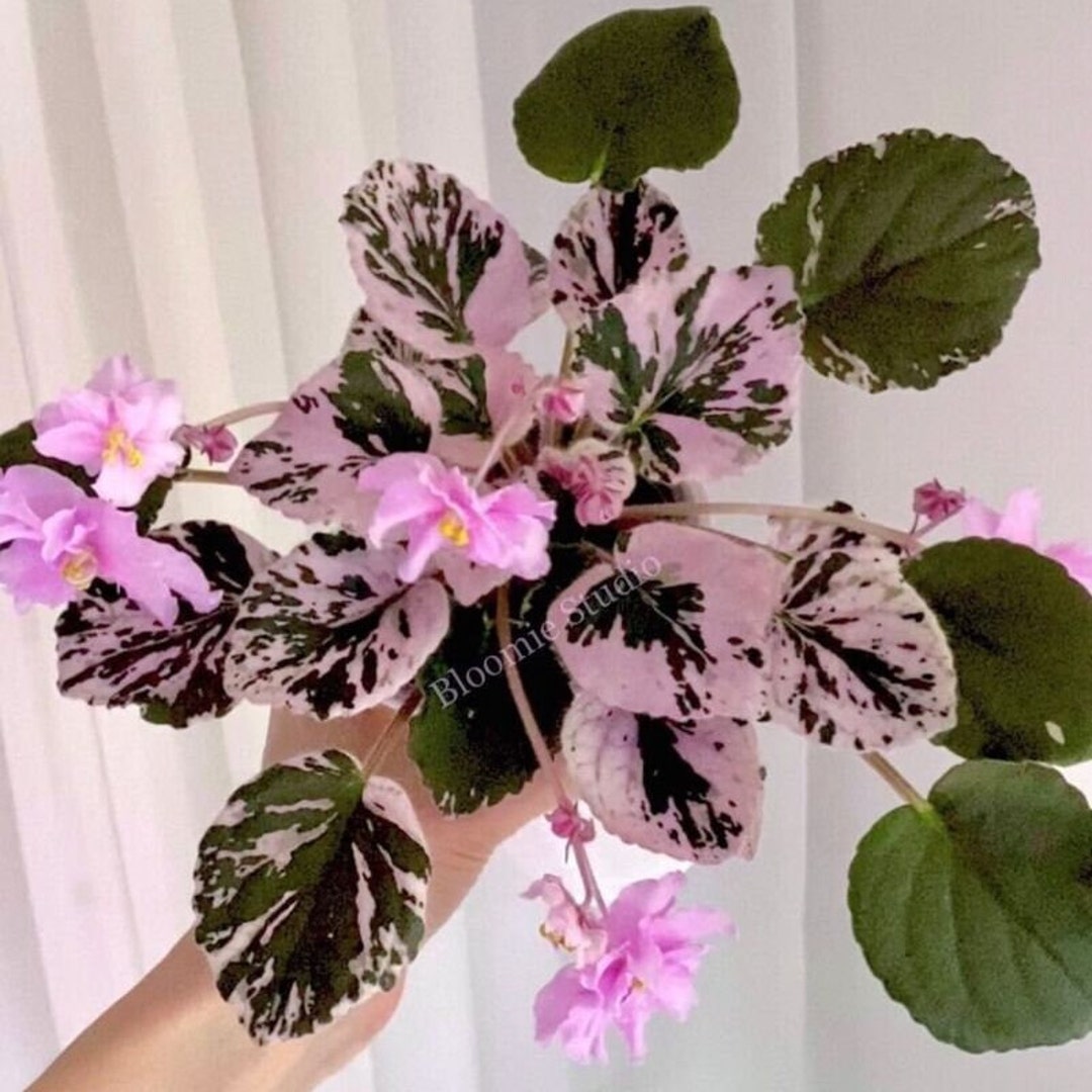 Variegated African Violet Cherokee Trail 1 Leaf Cutting - Etsy