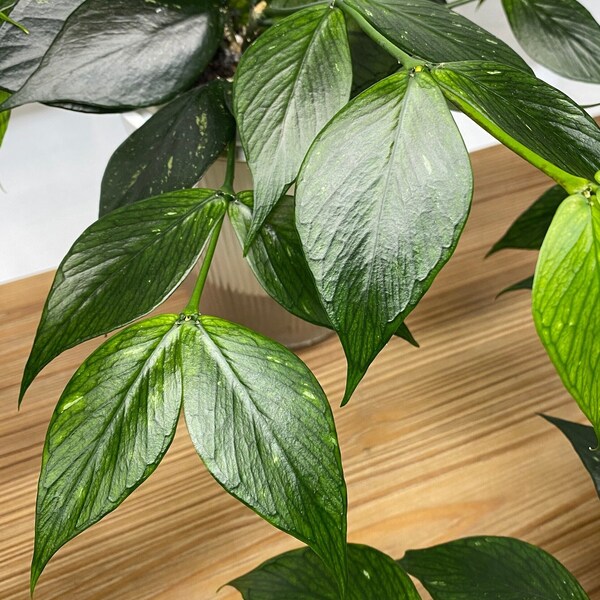 Fishtail Hoya - Etsy