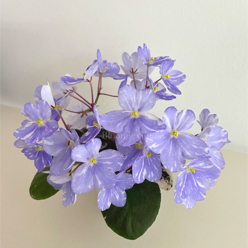 Mini African Violet Leaf - Etsy