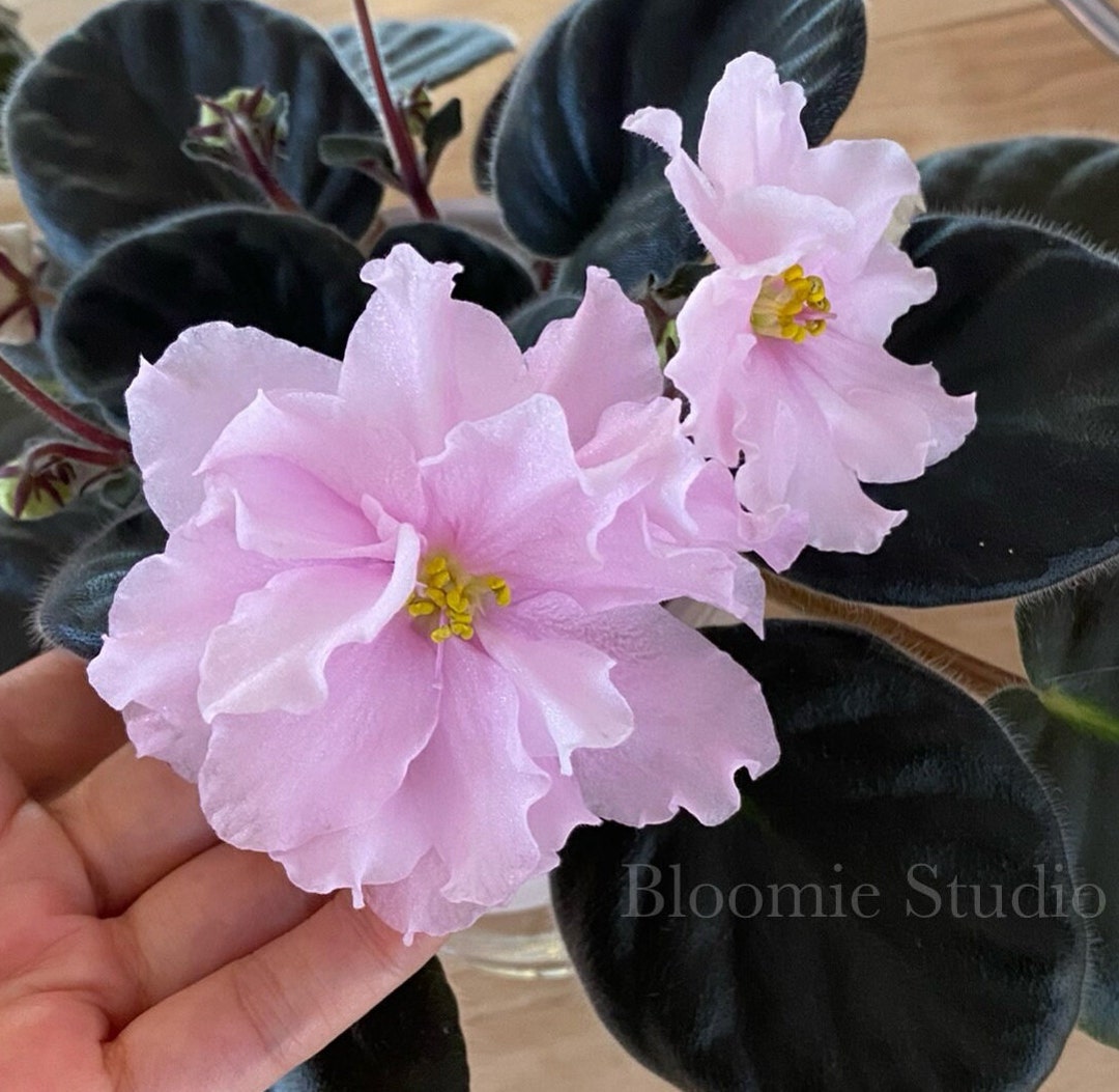 NK-XXL African Violet 1 Leaf Cutting - Etsy