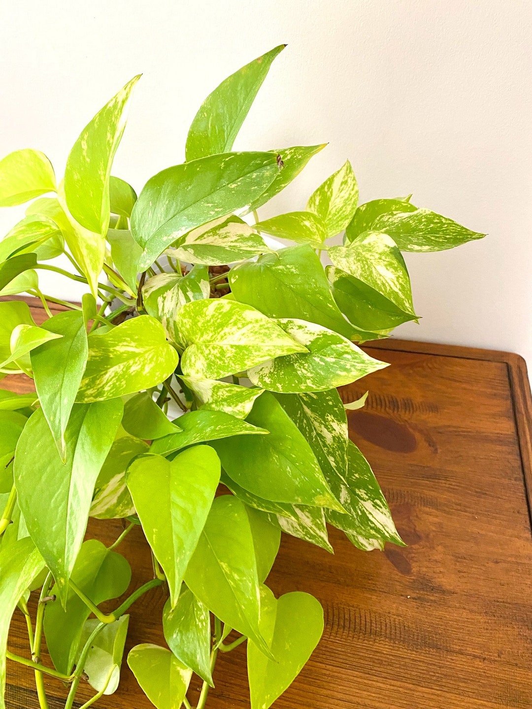 RARE Variegated Neon Pothos - Etsy