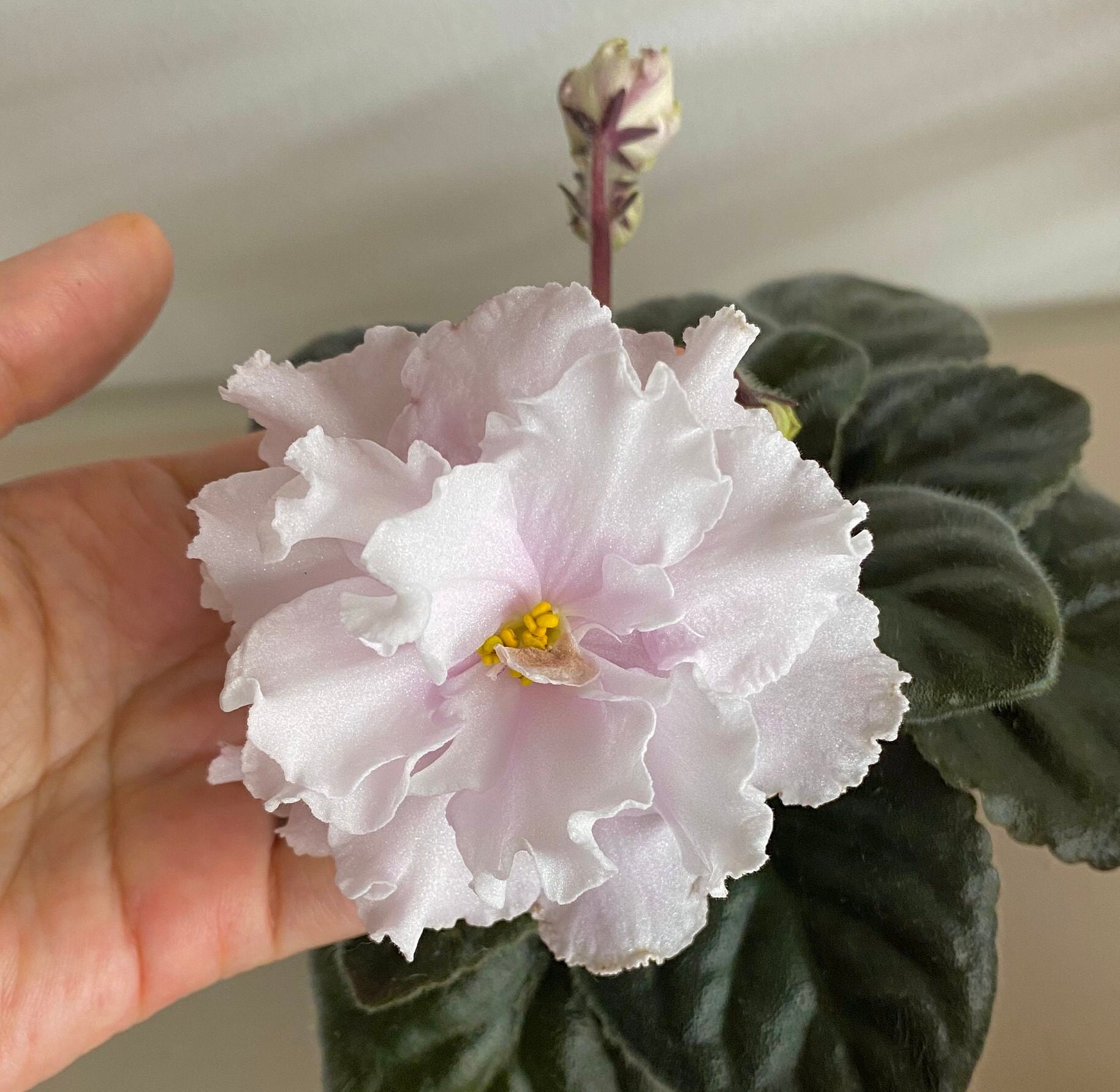 Ek-charmel Rare African Violet 1 Leaf Cutting - Etsy