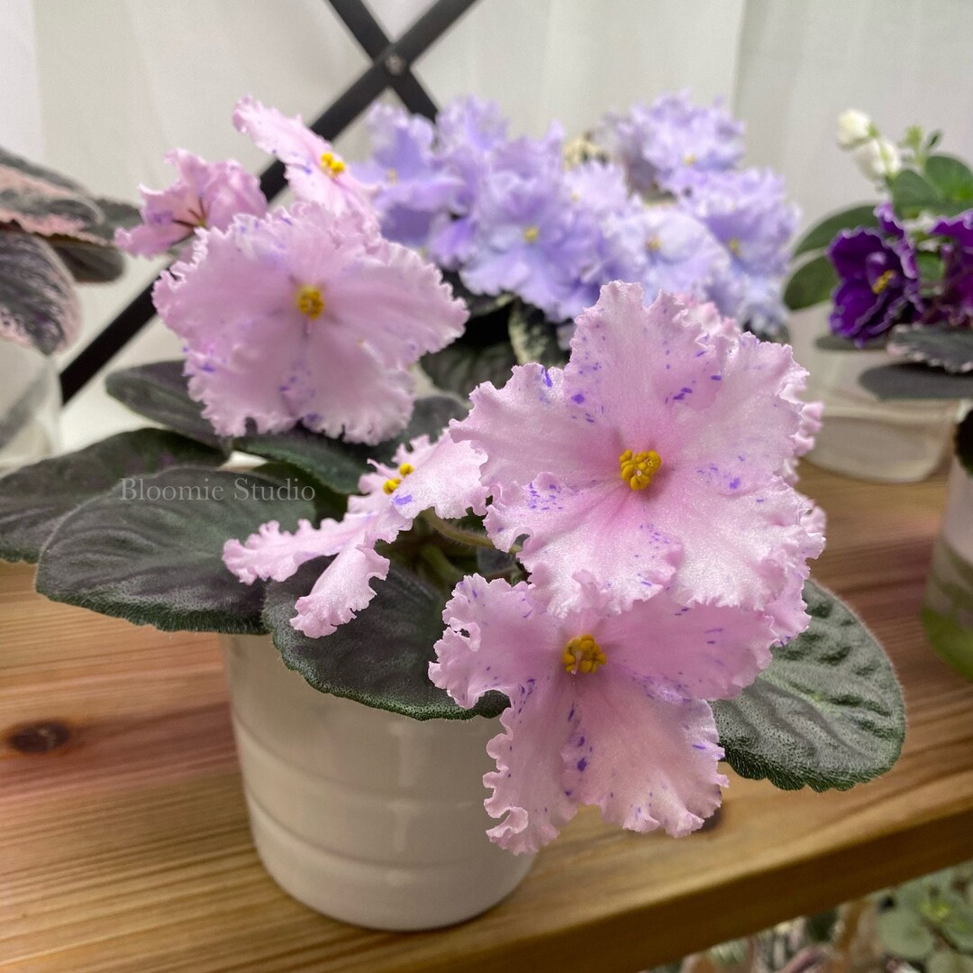 Nd-daisy Rare African Violet 1 Leaf Cutting - Etsy