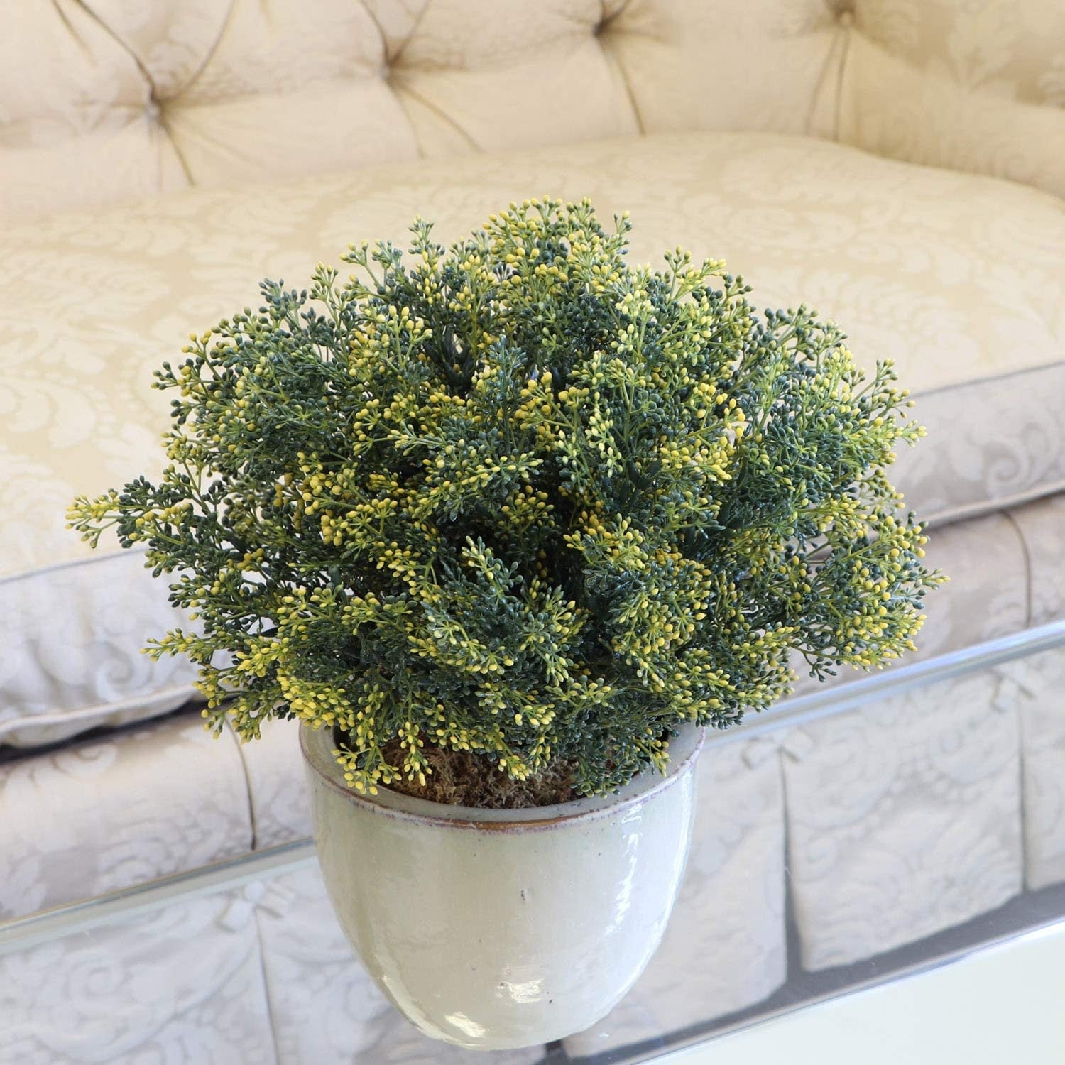 Flowering Boxwood Shrubs