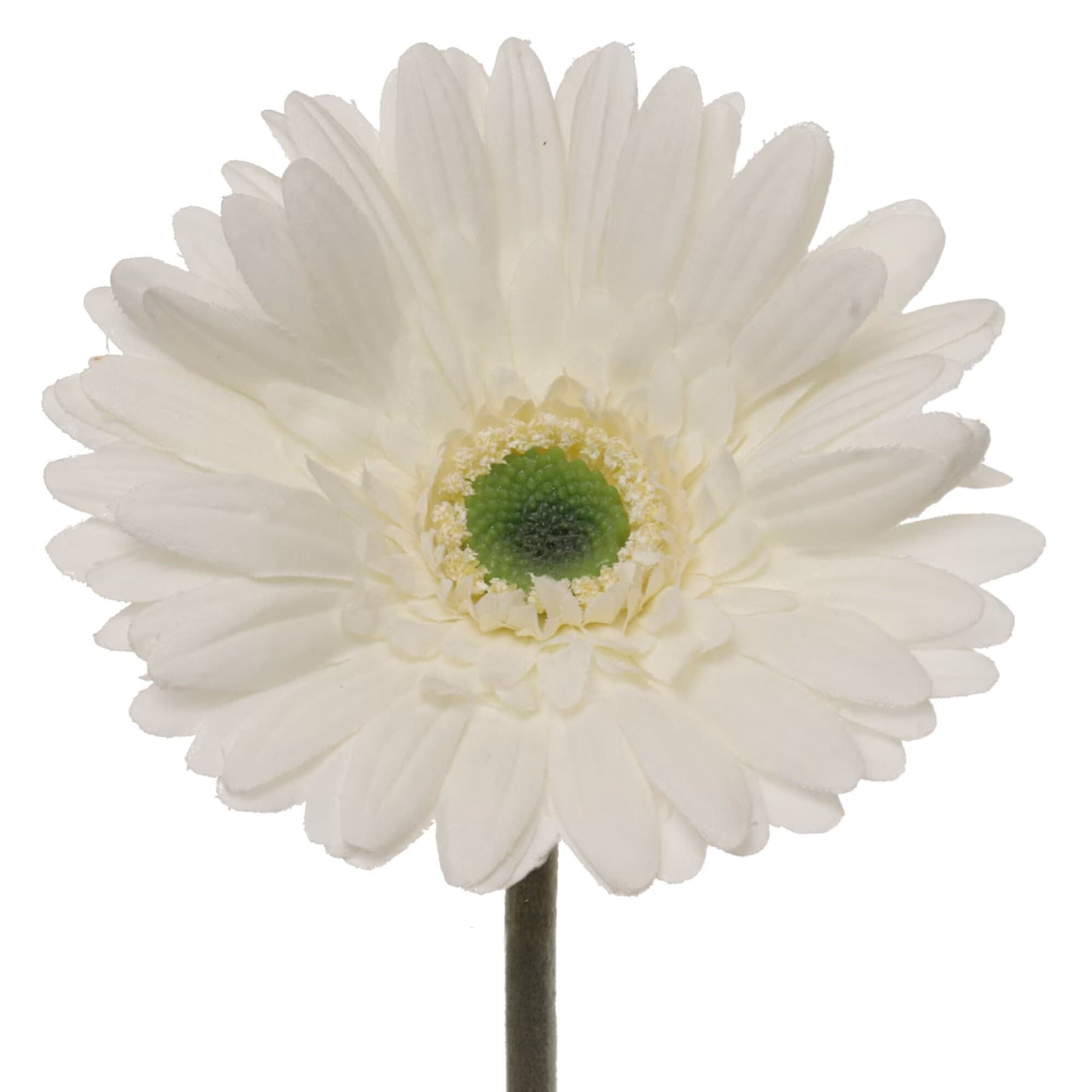 White Gerbera Daisy With Stem