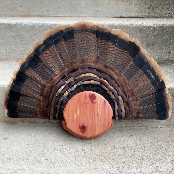 Turkey Fan Mount - Etsy