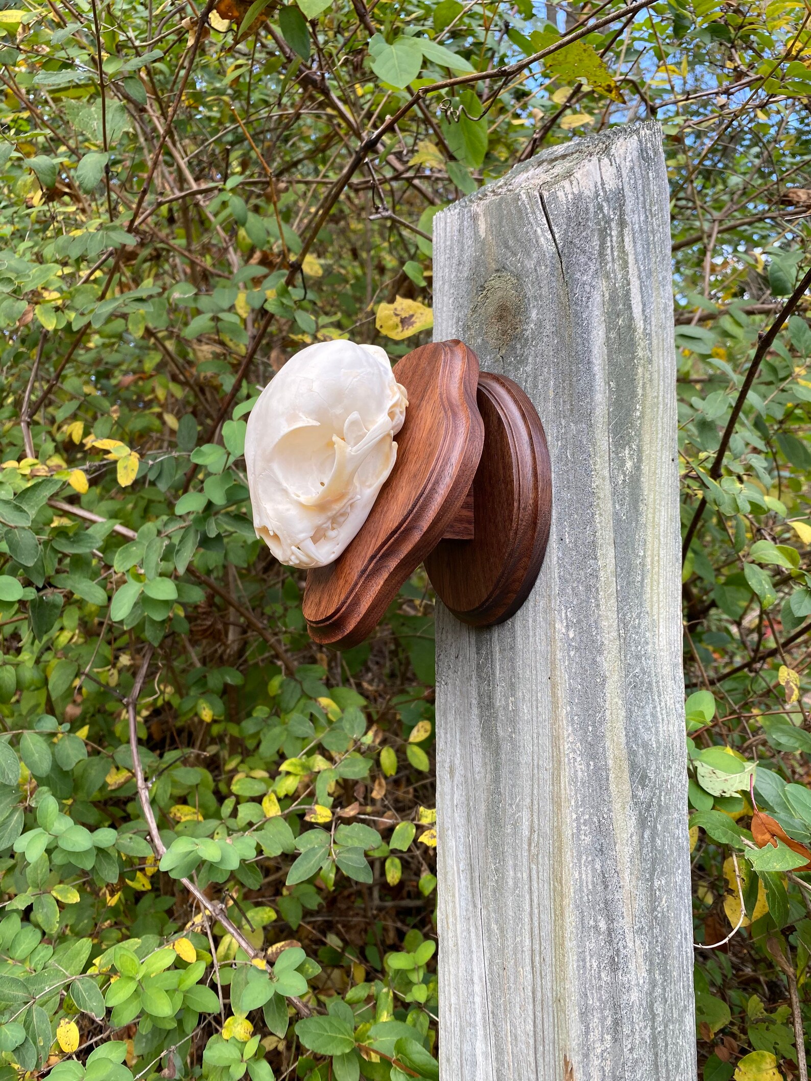 Bobcat Beaver Otter Skull Display Plaques - Etsy