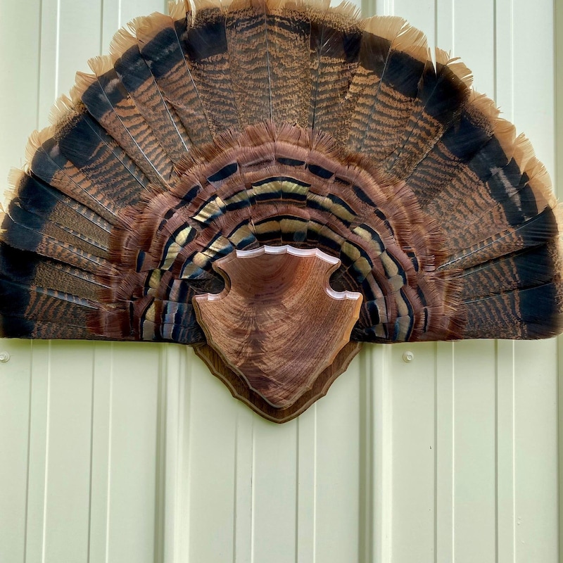 Turkey Fan Mount - Etsy