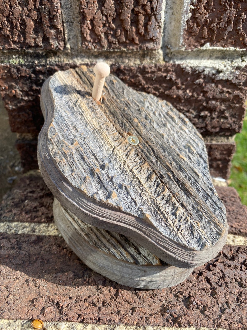 Bobcat Beaver Otter Skull Display Plaques - Etsy