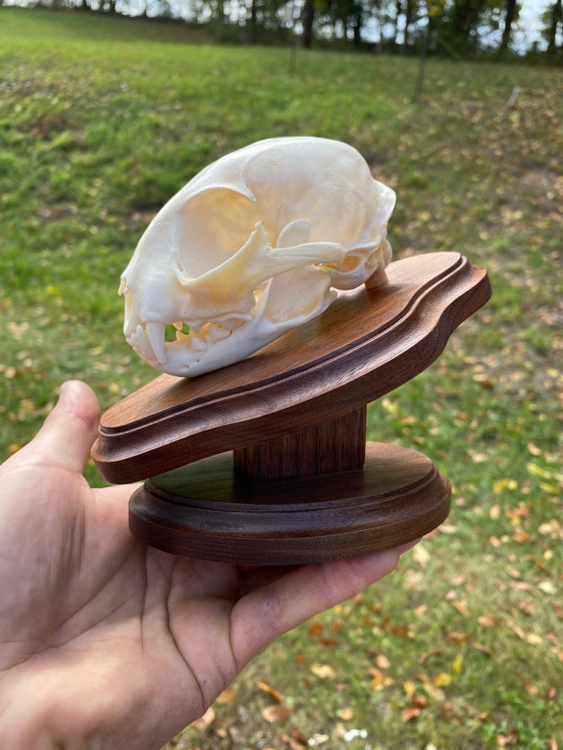 Bobcat Beaver Otter Skull Display Plaques - Etsy