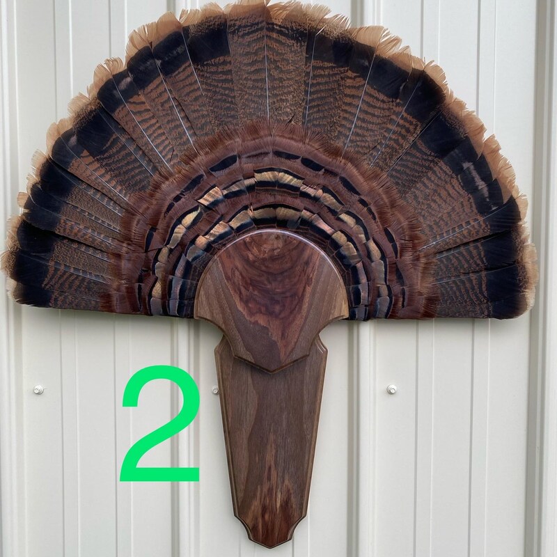 Turkey Fan Mount - Etsy
