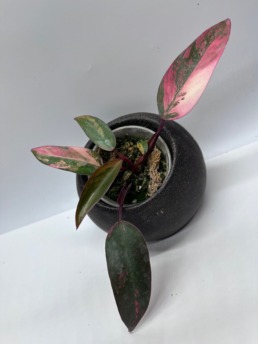 Philodendron Strawberry Shake Plant actual Plant P4 - Etsy