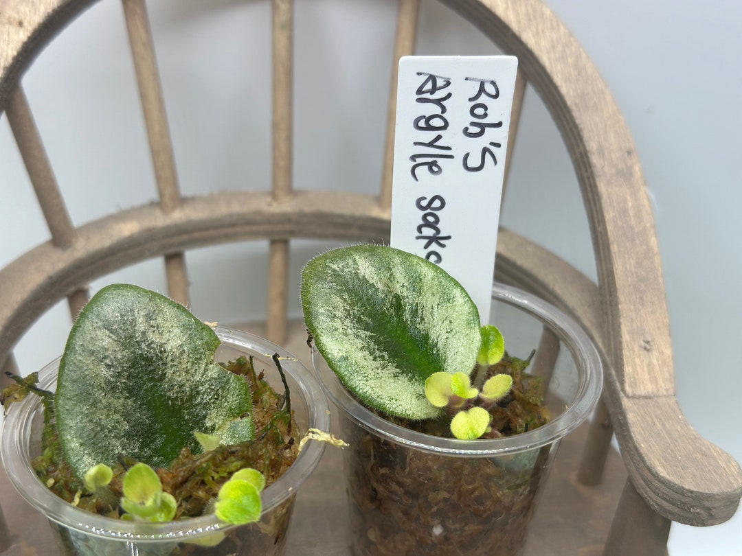 African Violet Miniature Robs Angry Sock - Etsy