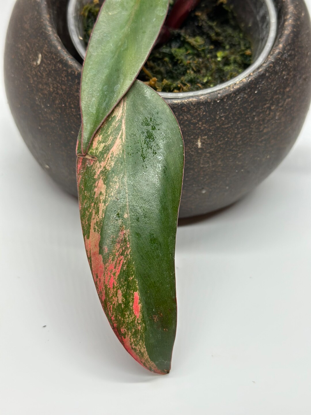 Philodendron Strawberry Shake Plant 38 - Etsy