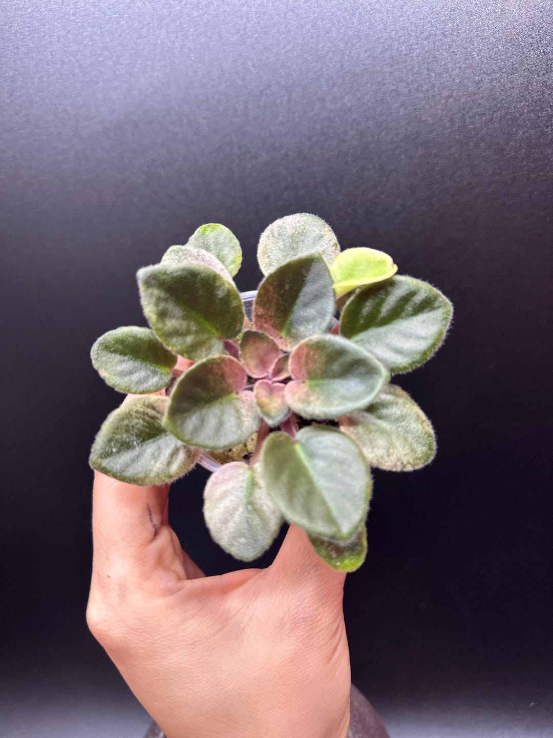 Variegated Mini African Violet ( Actual Plant)#12( Rob's Love Bite)2 ...