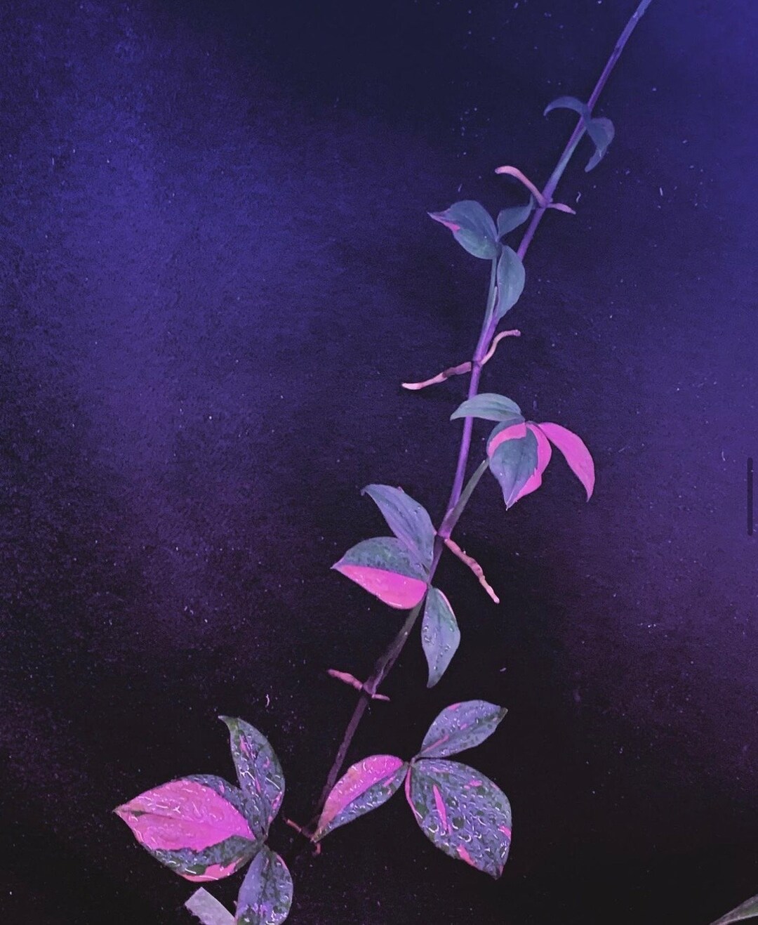 Syngonium Pink Splash Plants A Leaf Cutting, Growers Choice - Etsy