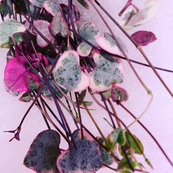 Variegated String of Hearts - Etsy