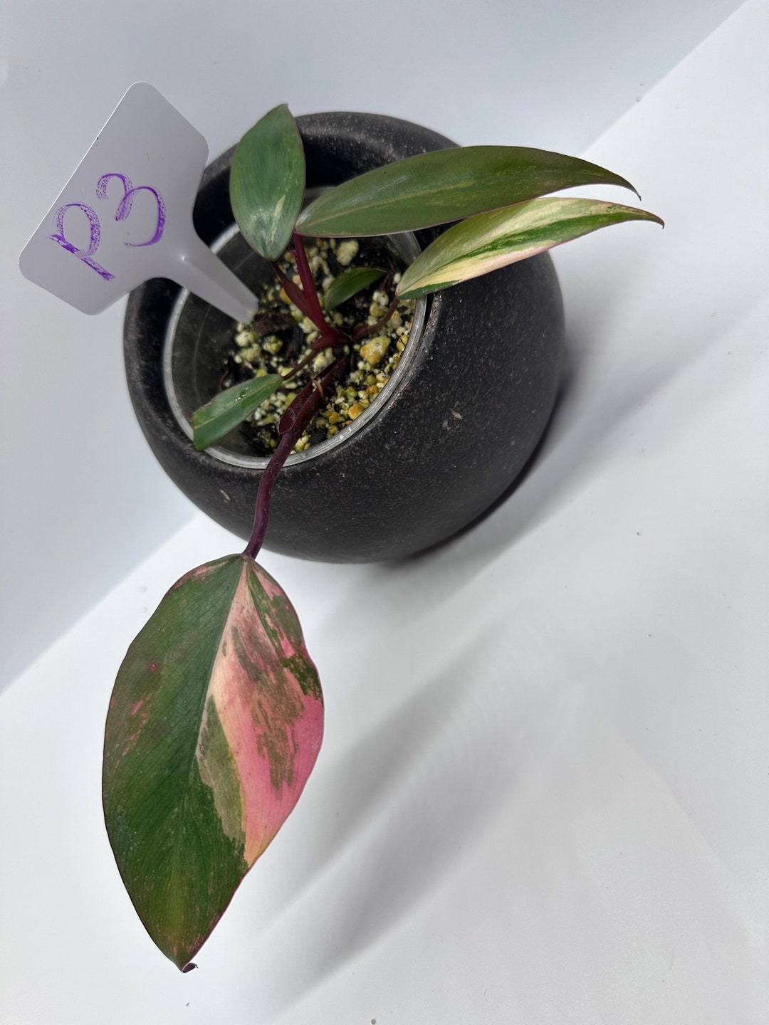 Philodendron Strawberry Shake Plant actual Plant P3 - Etsy