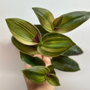 Tradescantia Blossfeldiana Aurea “limelight” - Etsy
