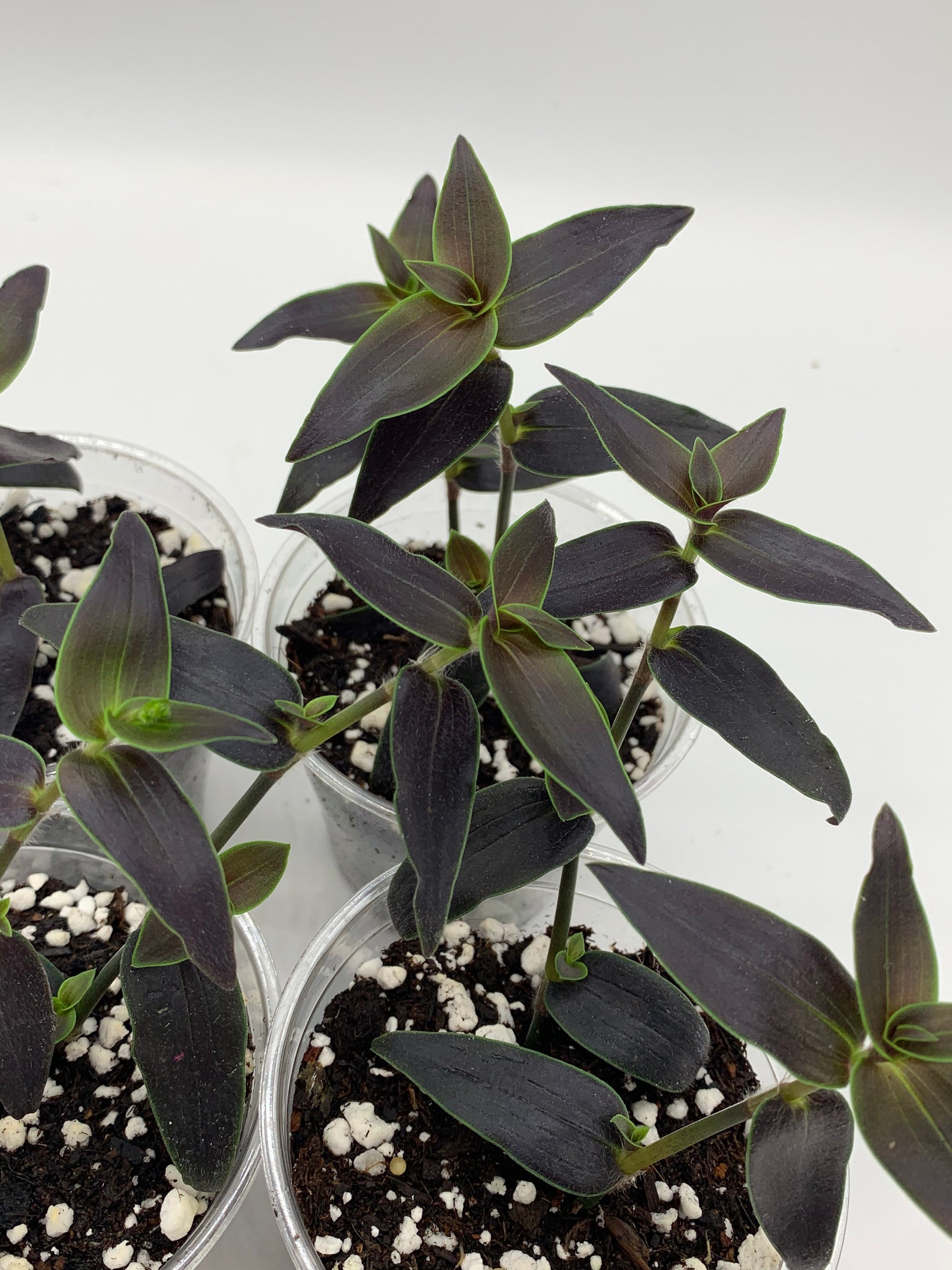 Gibasis jose Puig Rare Wandering Jew Plant | Etsy
