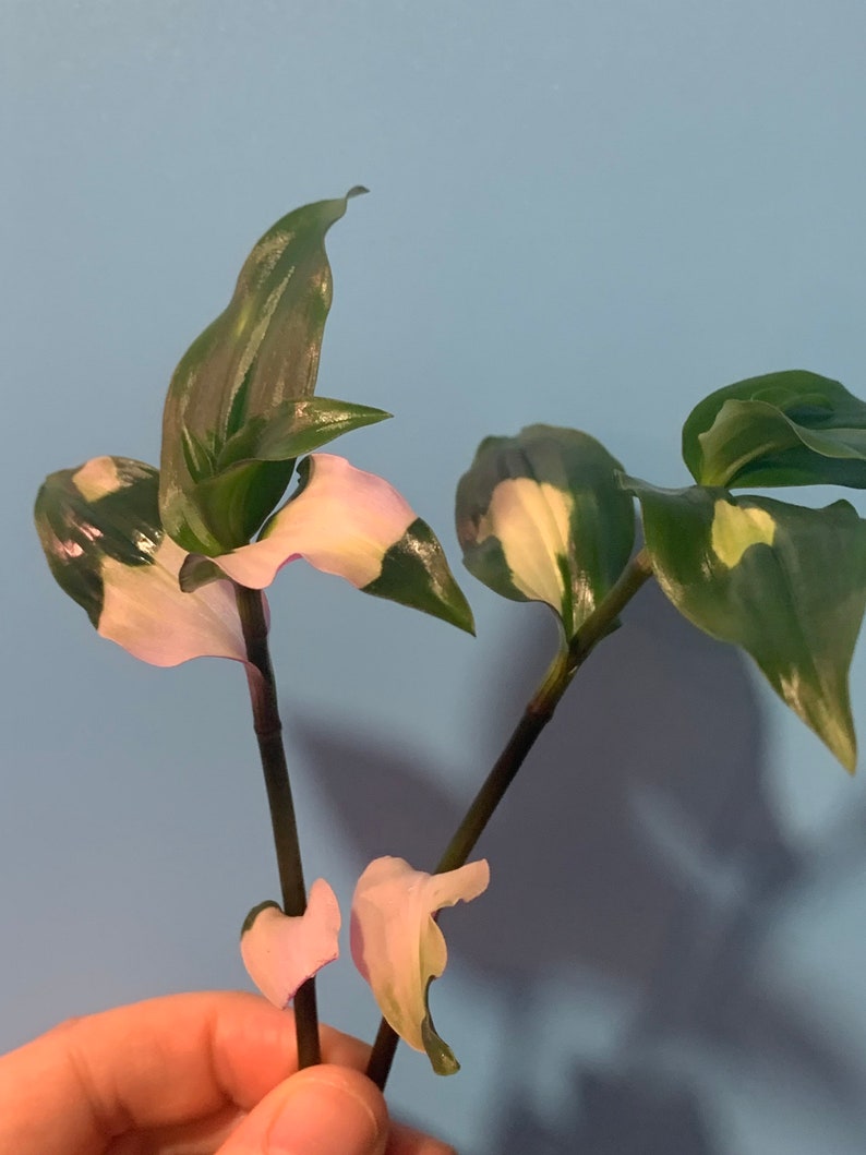 Tradescantia blushing Bride Plant - Etsy