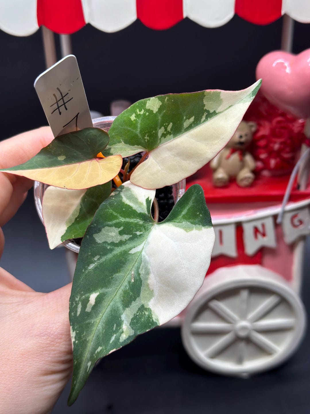 Fallopia Multiflora Variegated Reynoutria Multiflora exact Plant 7 - Etsy