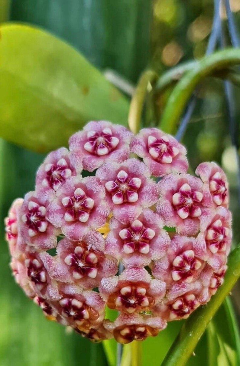 Hoya Meliflua#g8 - Etsy