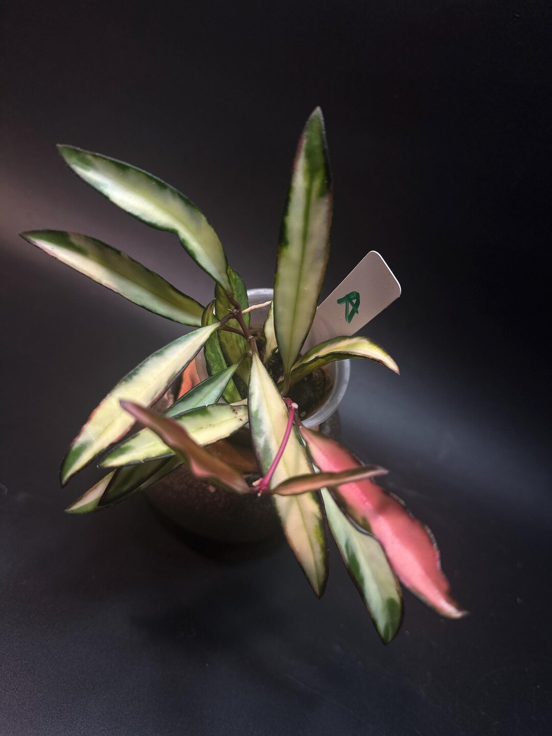 Hoya Wayetii Variegated,hoya Wayetti Tricolor - Etsy