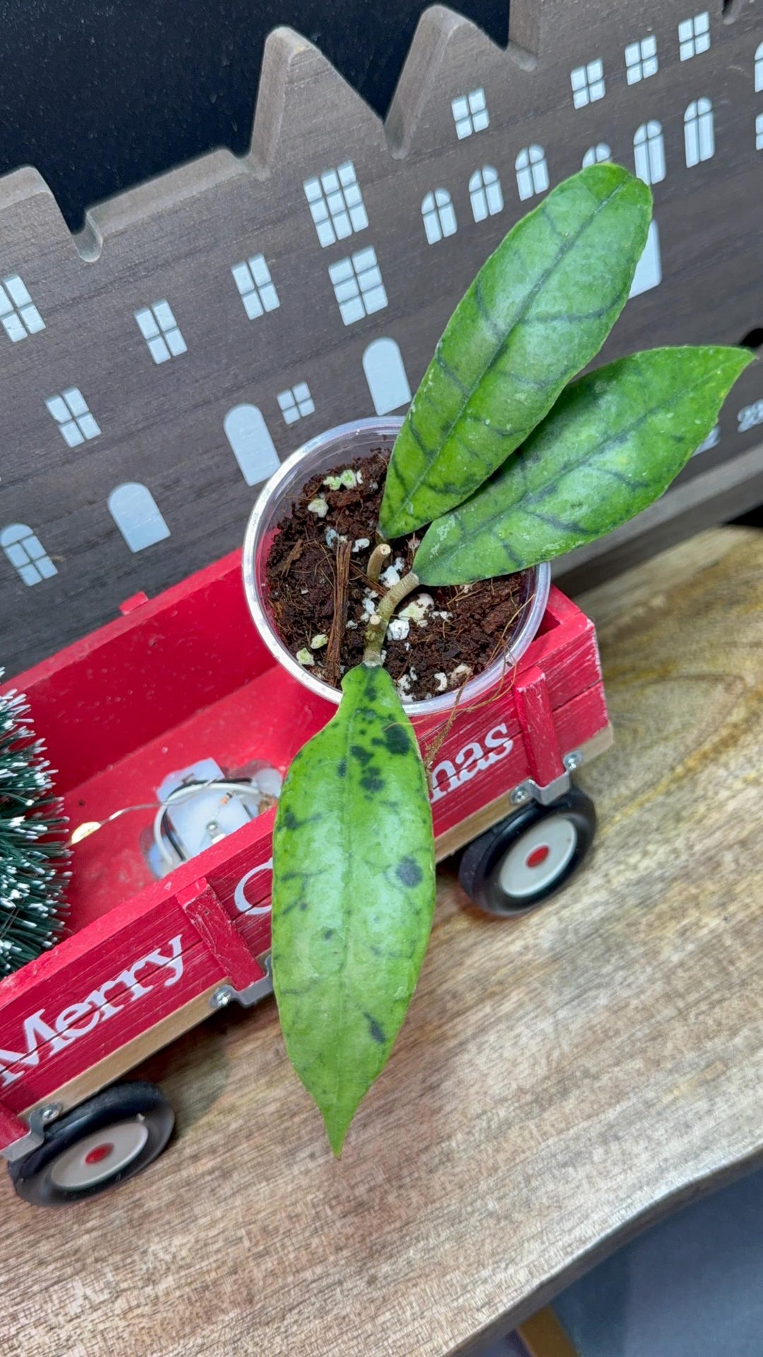 Hoya Callistophylla 'black Cat#a1 - Etsy
