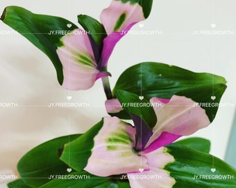 3 Rare Tradescantia Blushing Bride Succulent Plant See 2nd - Etsy