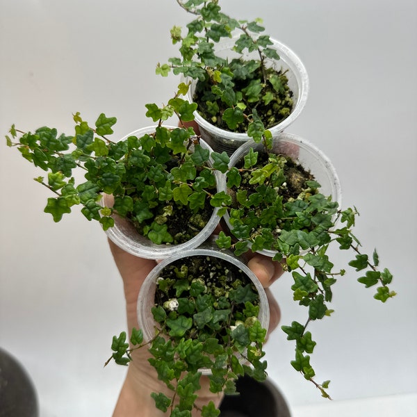 String of Frogs - Etsy