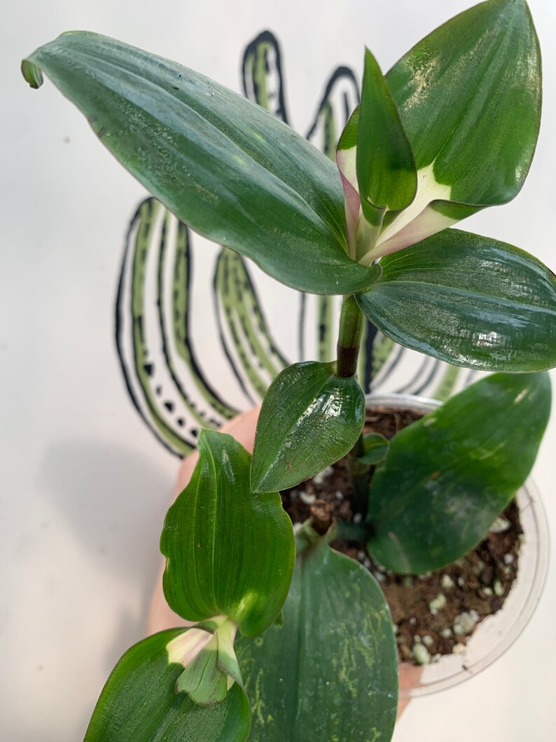 Tradescantia blushing Bride Plant - Etsy