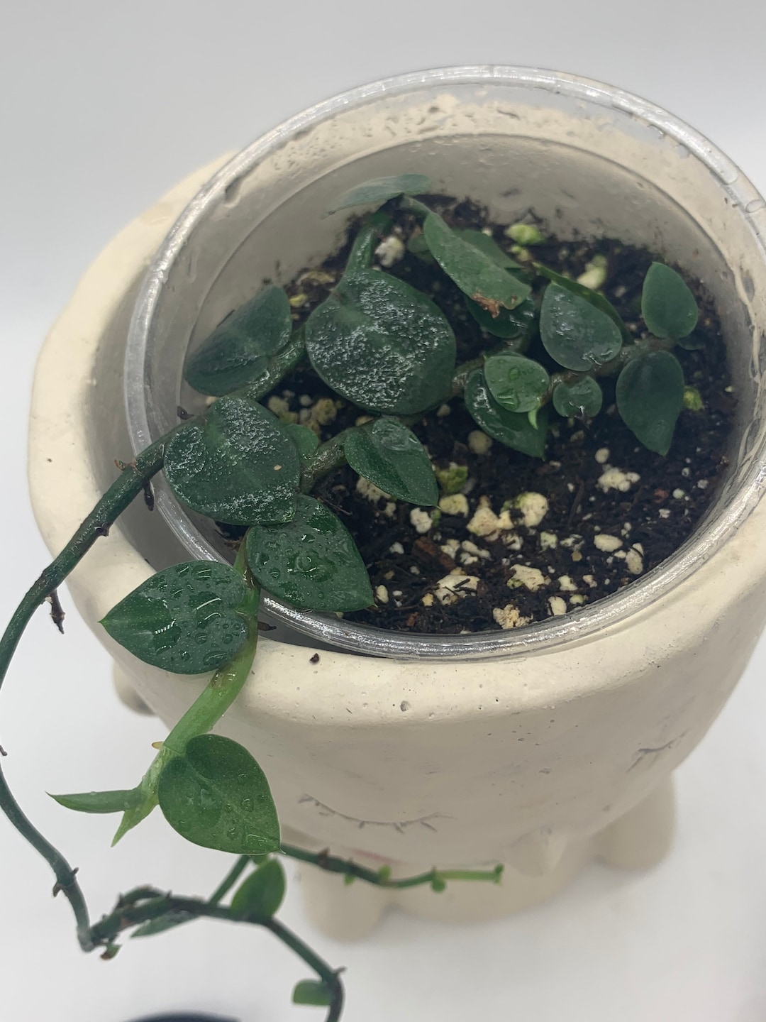 Rhaphidophora Pachyphylla - Etsy