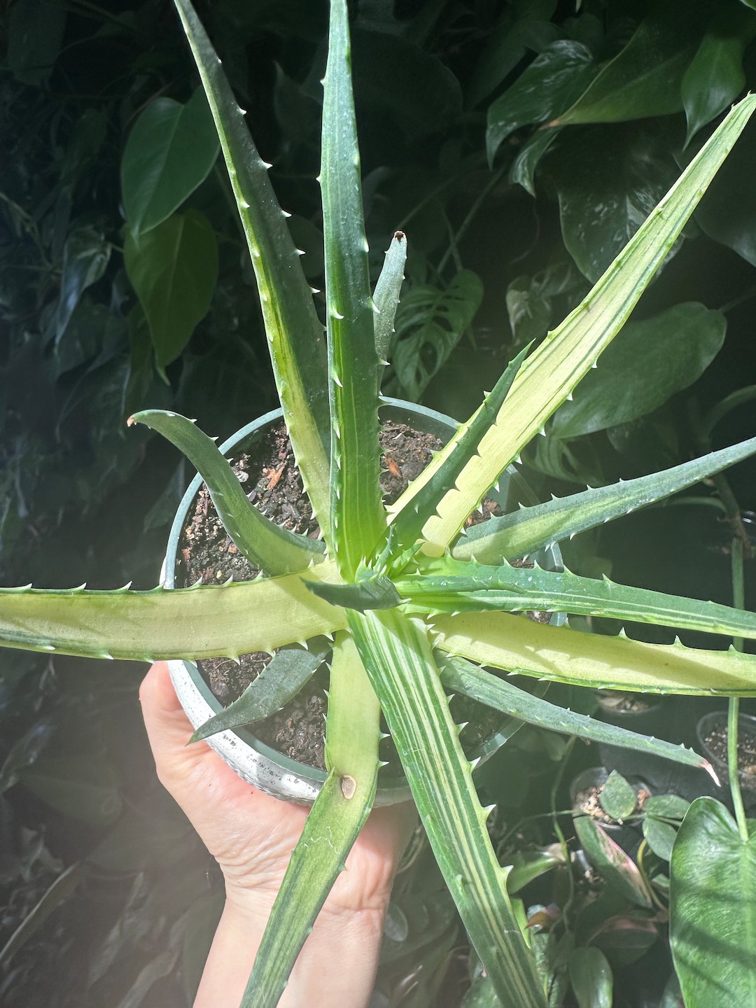 Aloe Solar Flare 'variegated Aloe' Rare Plant - Etsy
