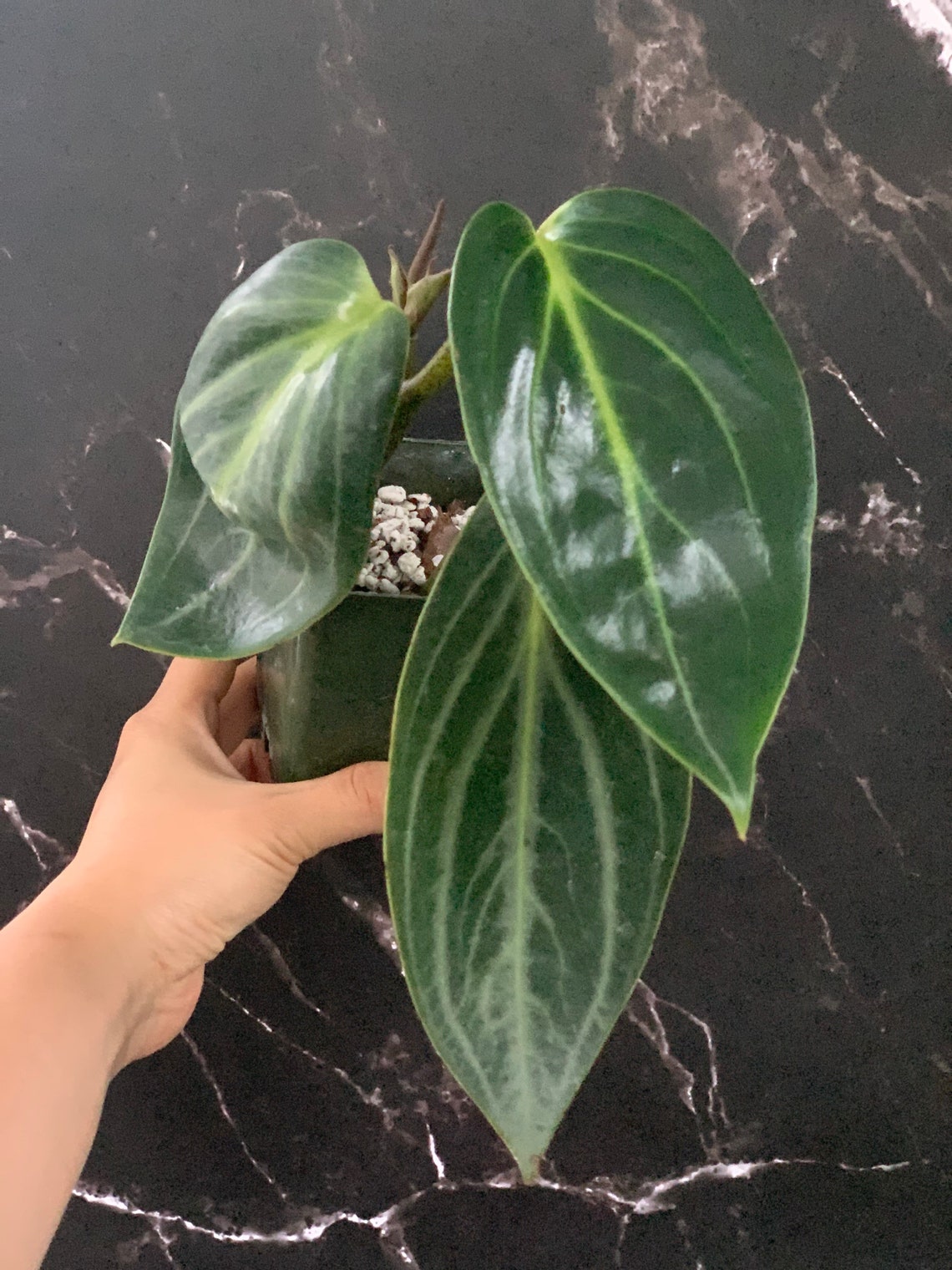 Peperomia Maculosa super Rare. | Etsy